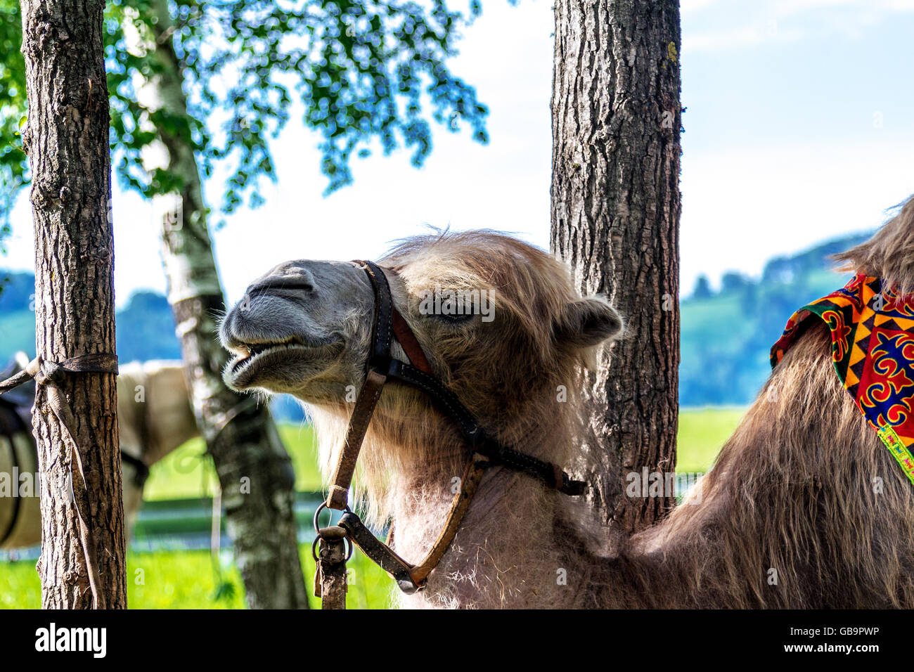 Portrait of Altai Bactrian camel in the forest on a background of ...