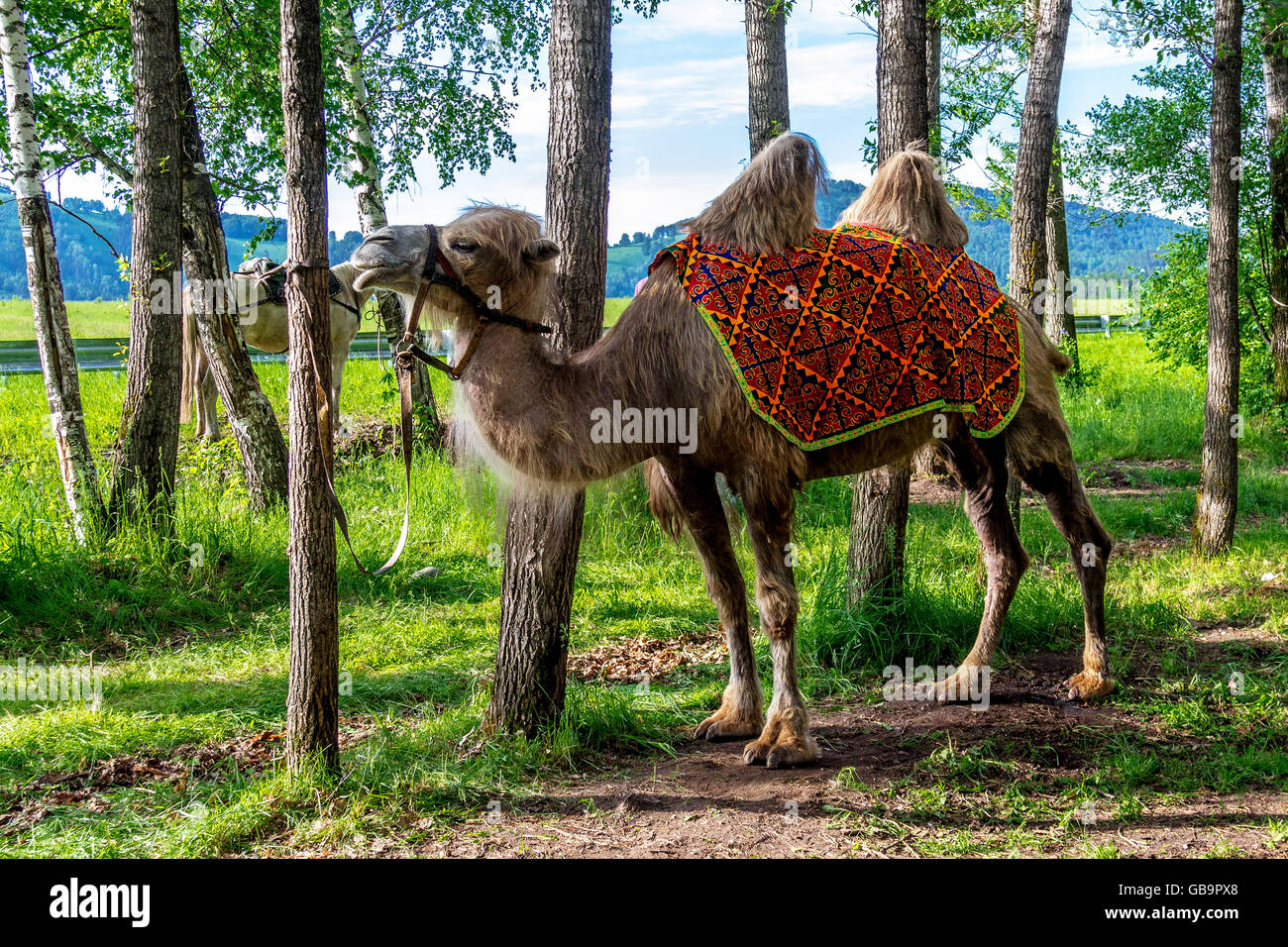 Portrait of Altai Bactrian camel in the forest on a background of ...
