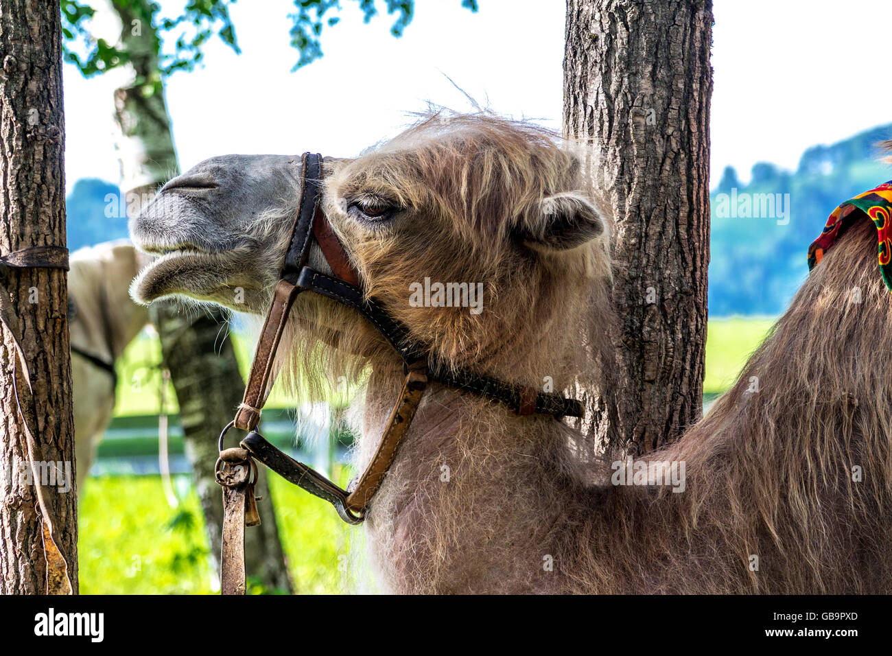 Portrait of Altai Bactrian camel in the forest on a background of ...