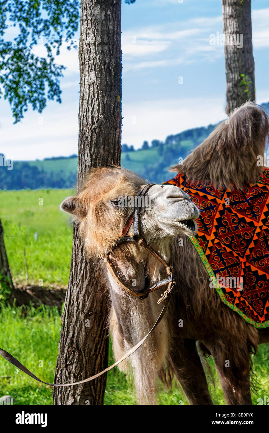 Portrait of Altai Bactrian camel in the forest on a background of ...