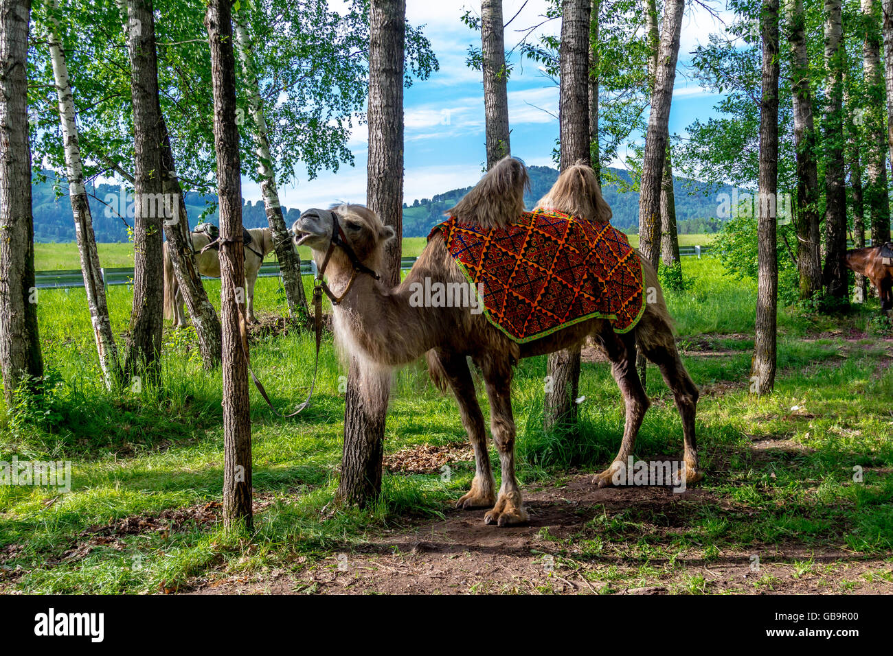 Portrait of Altai Bactrian camel in the forest on a background of ...