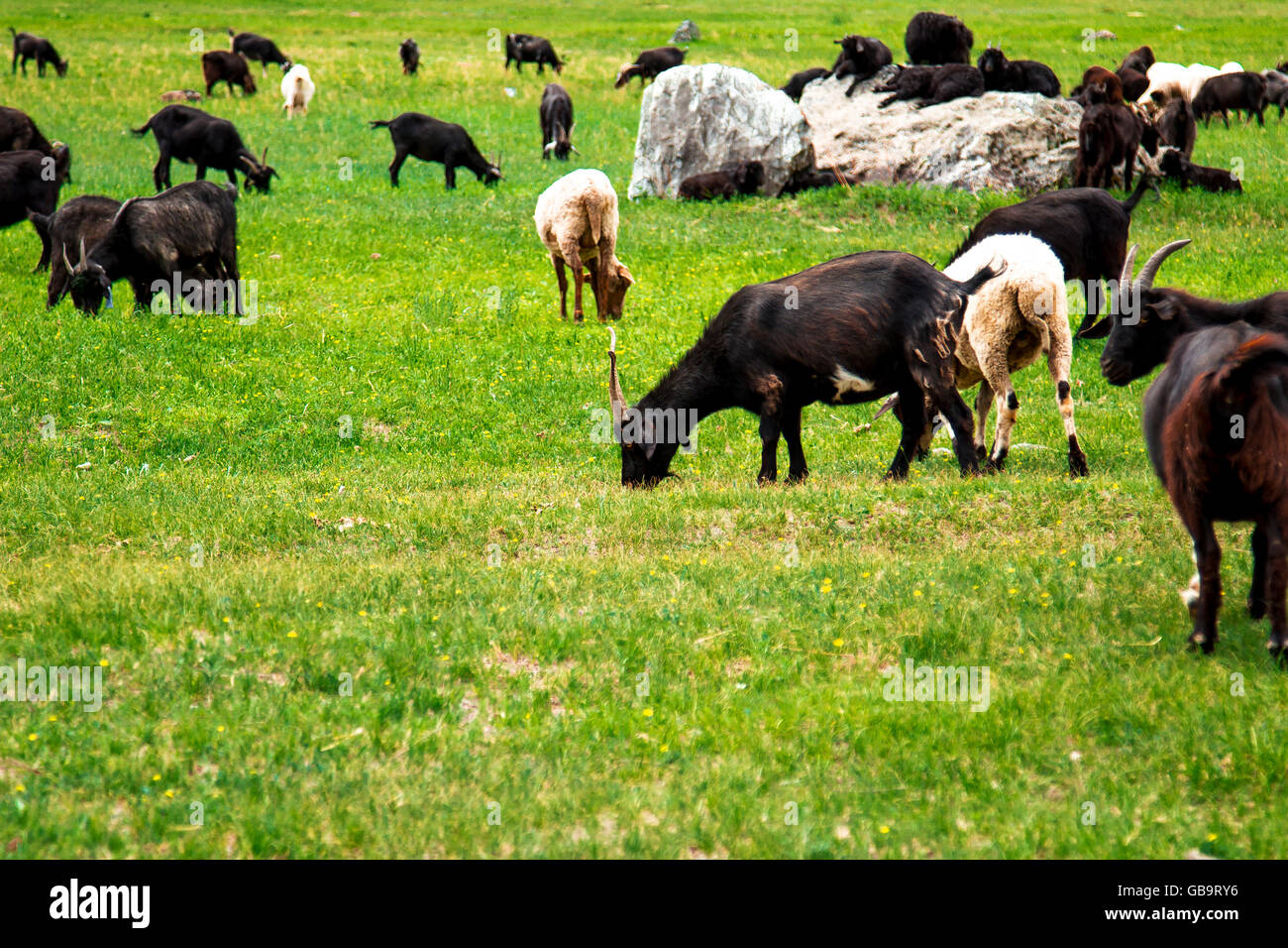 Pets on pasture Stock Photo - Alamy