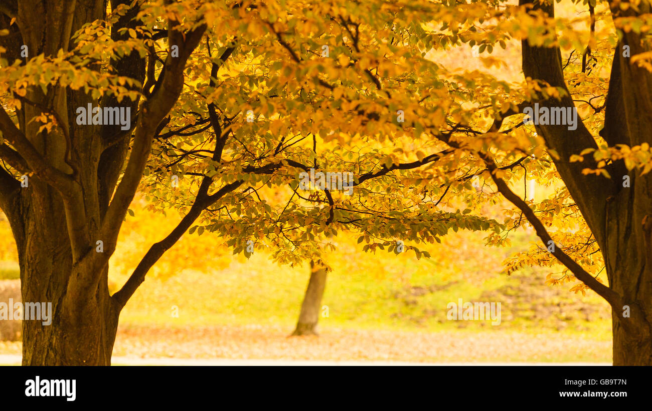 Nature outdoor scenery foliage concept. Tree during fall season. Park ...