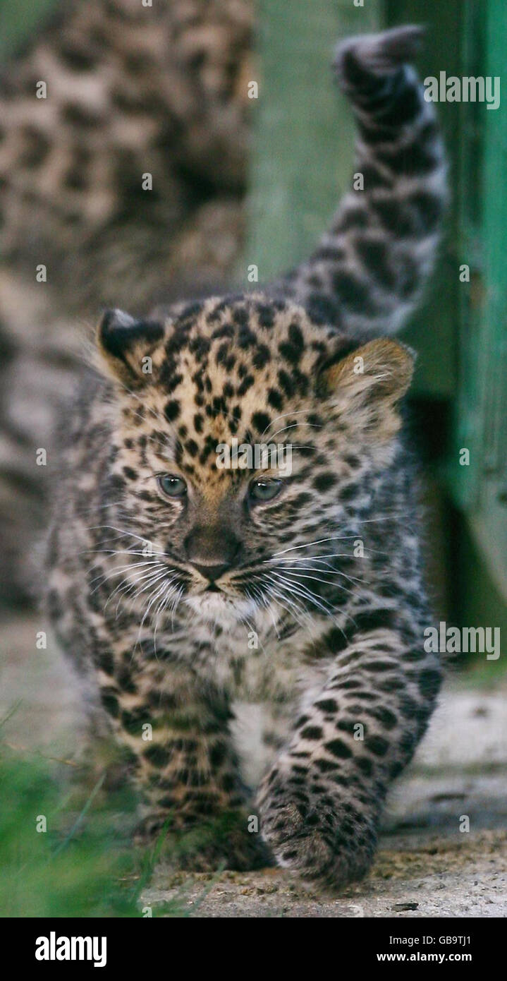 Young leopards one two leopard hi-res stock photography and images - Alamy