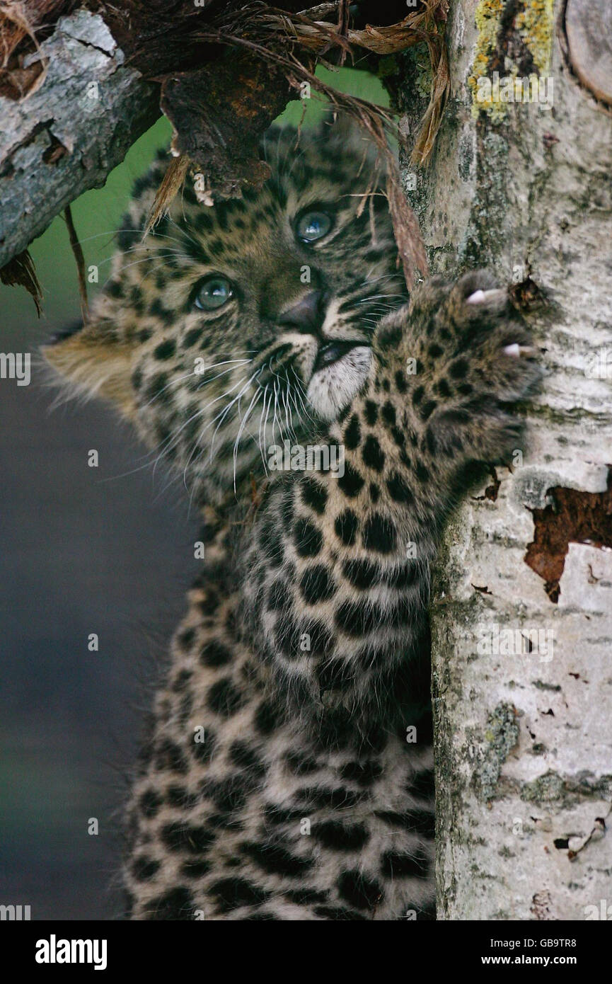 Young leopards one two leopard hi-res stock photography and images - Alamy