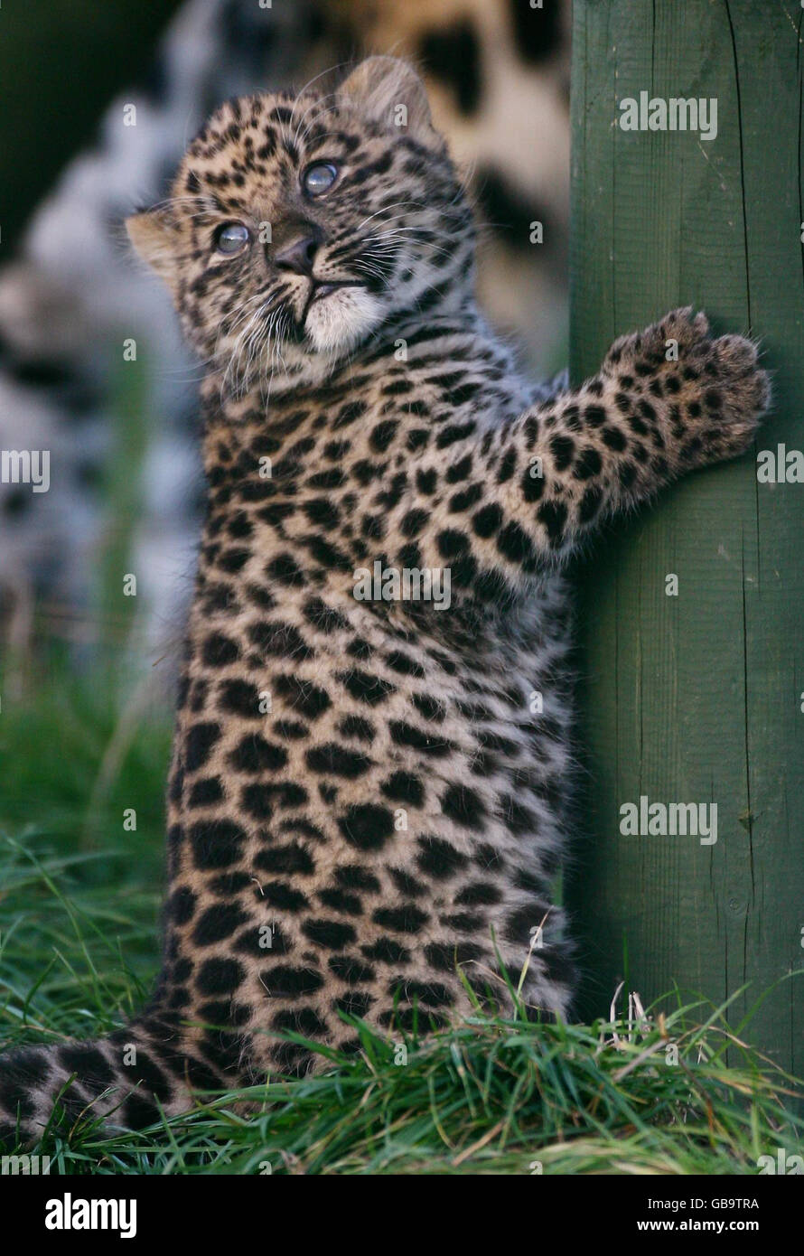 Young leopards one two leopard hi-res stock photography and images - Alamy