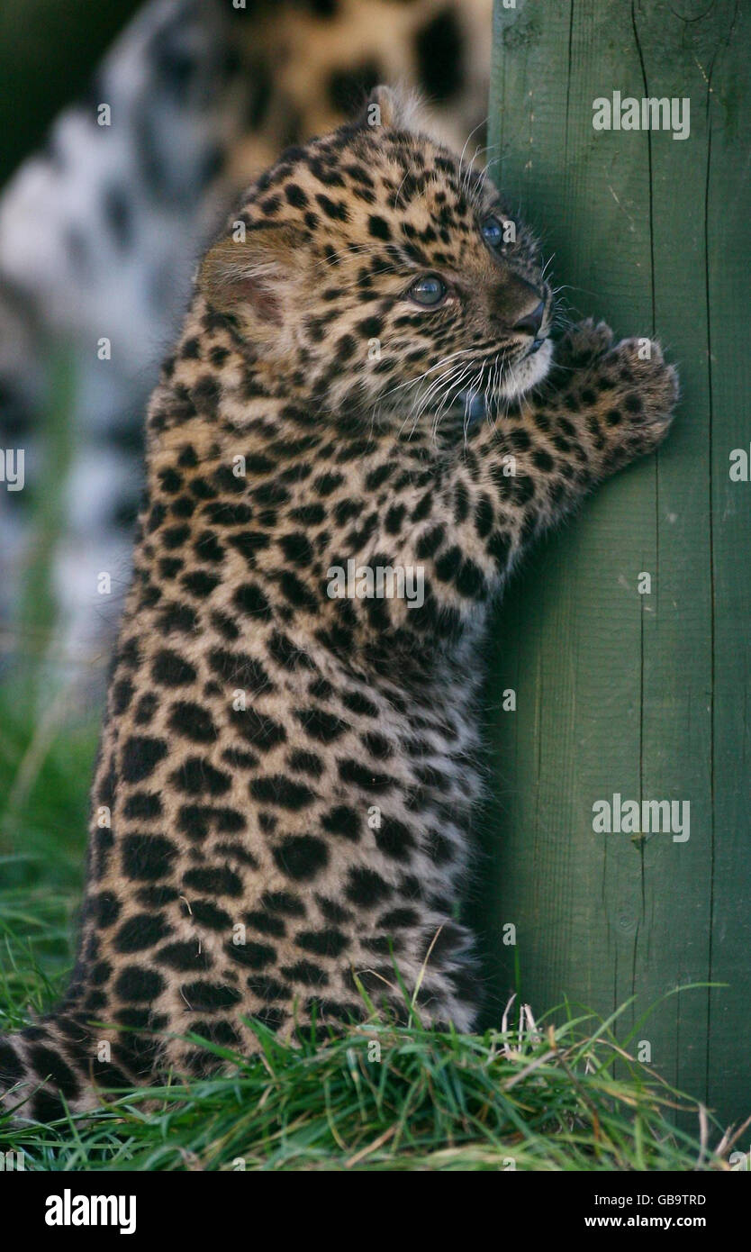 Leopards rosettes hi-res stock photography and images - Alamy