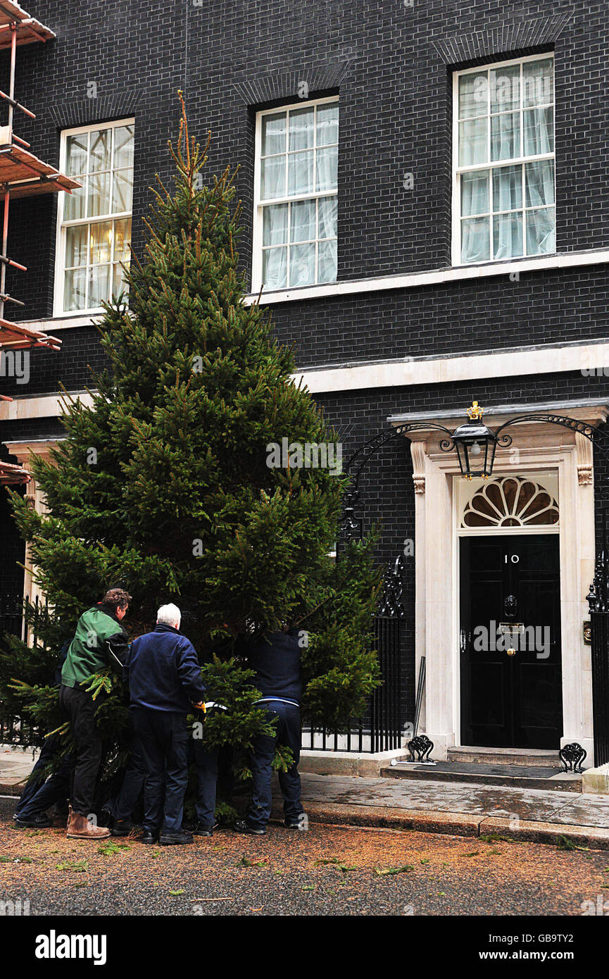 Downing Street Christmas tree. The Christmas tree is erected outside 10 ...