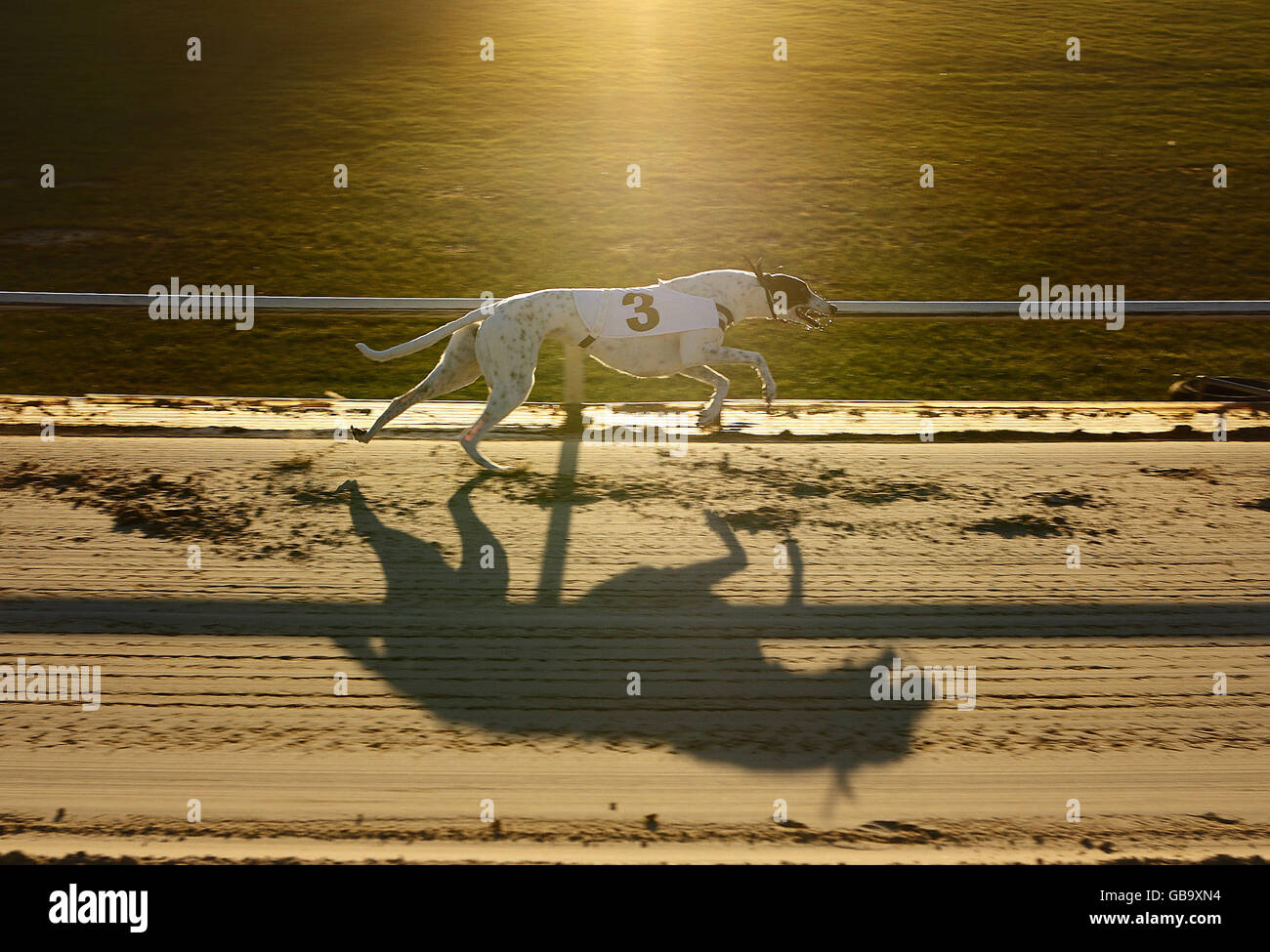 Greyhound racing coral brighton and hove greyhound stadium hi-res stock ...