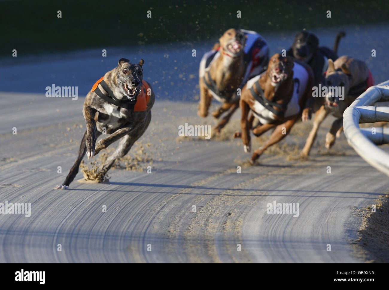 Greyhound Racing - Coral Brighton and Hove Greyhound Stadium Stock ...