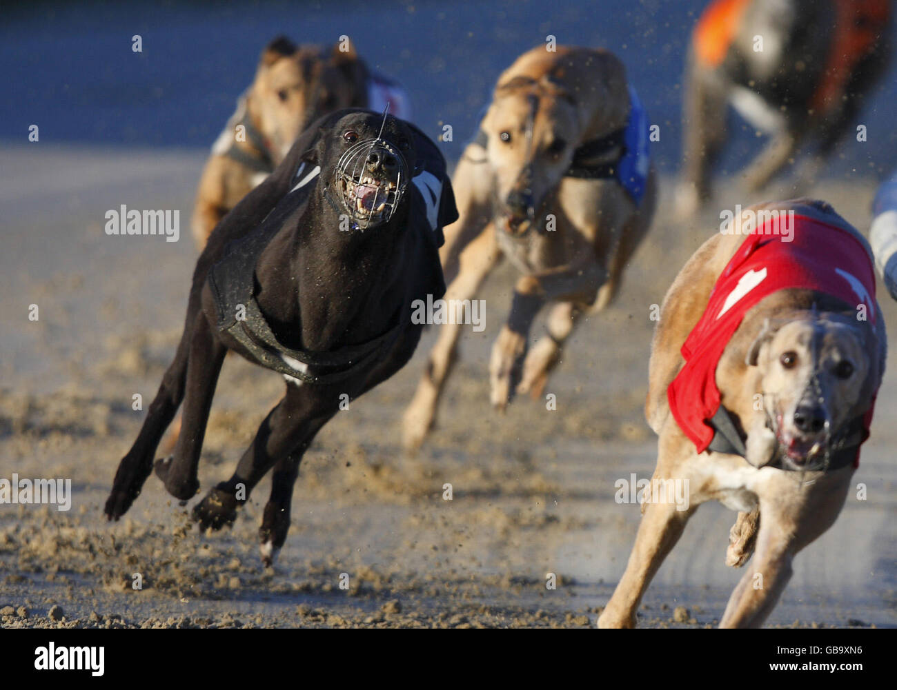 Greyhound Racing - Coral Brighton and Hove Greyhound Stadium Stock ...