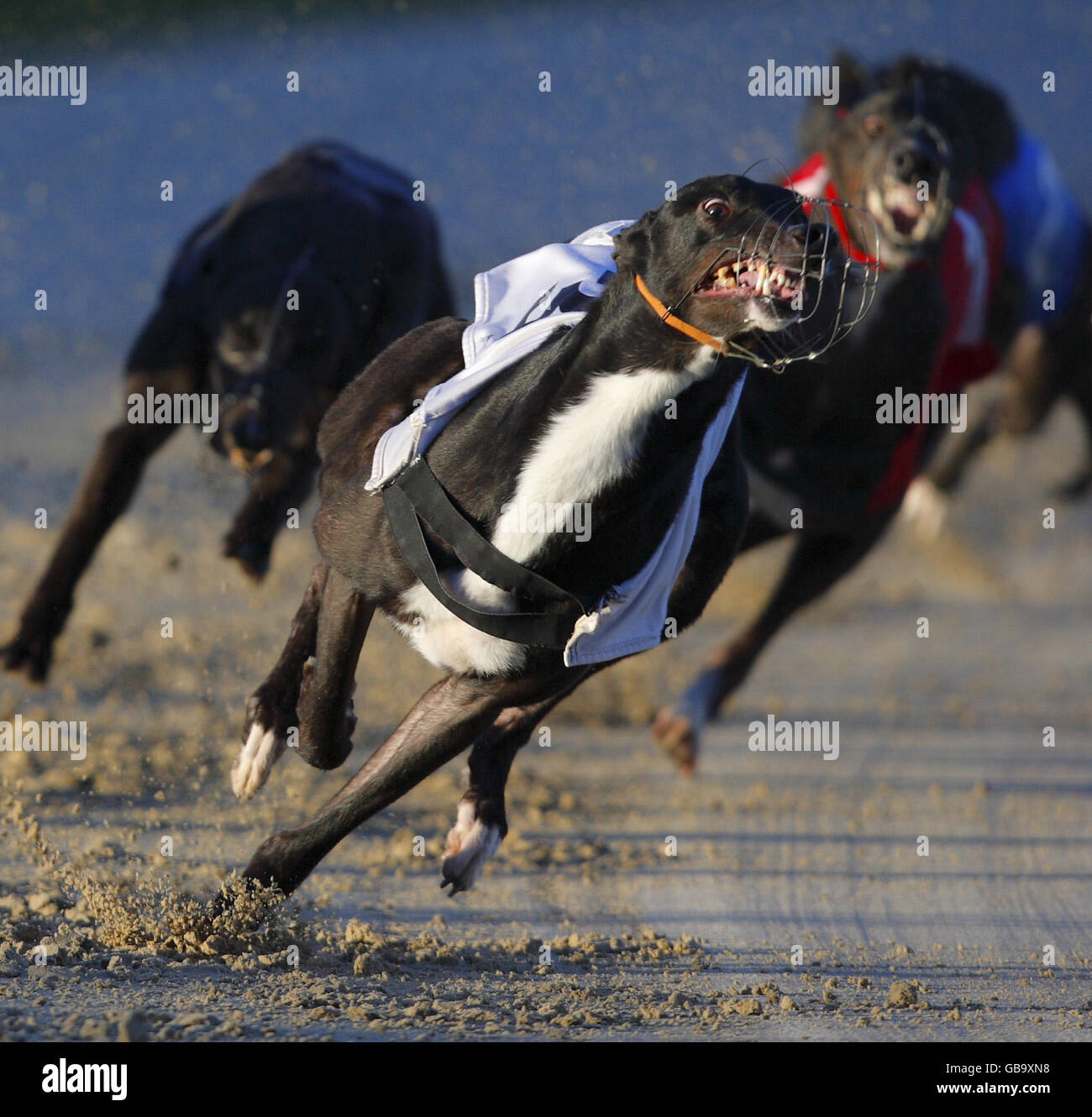 Greyhounds racing at the Coral Brighton and Hove Greyhound Stadium in ...