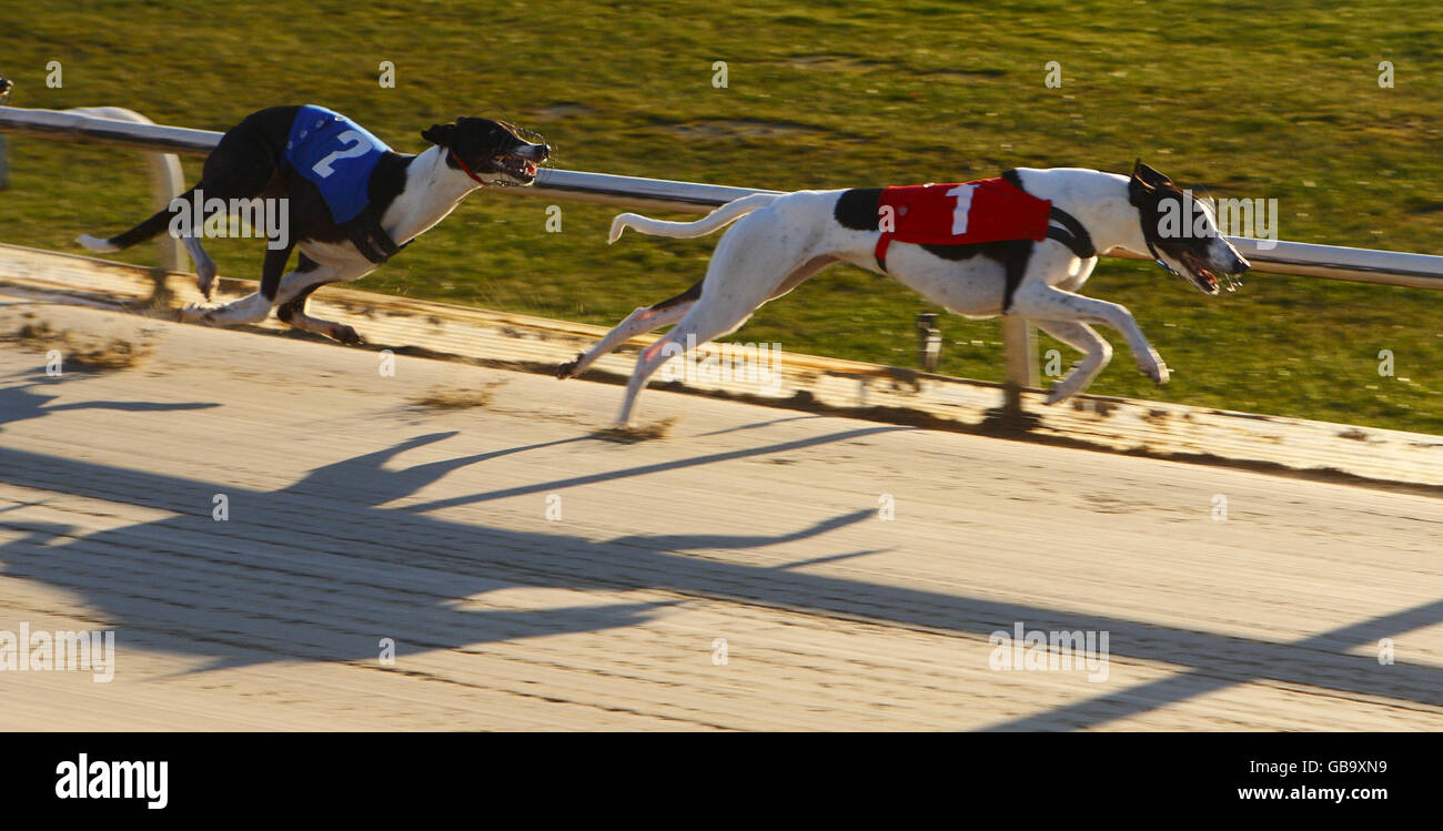 Greyhounds racing at the Coral Brighton and Hove Greyhound Stadium in ...