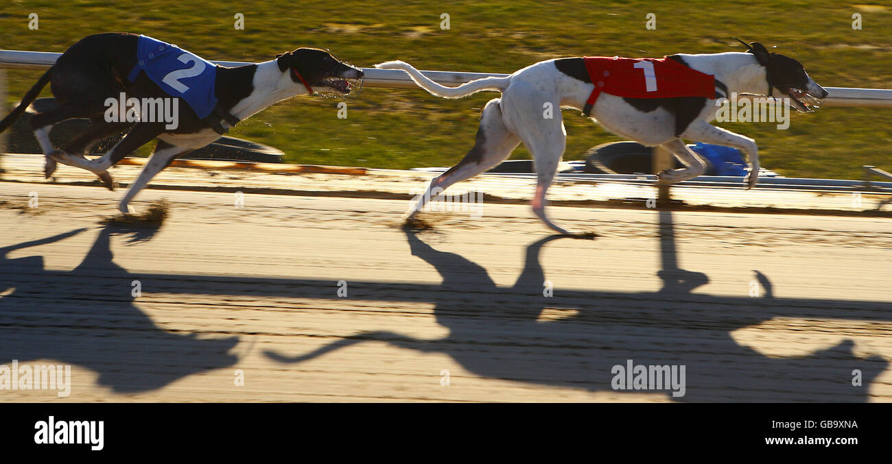 Greyhound Racing - Coral Brighton and Hove Greyhound Stadium Stock ...