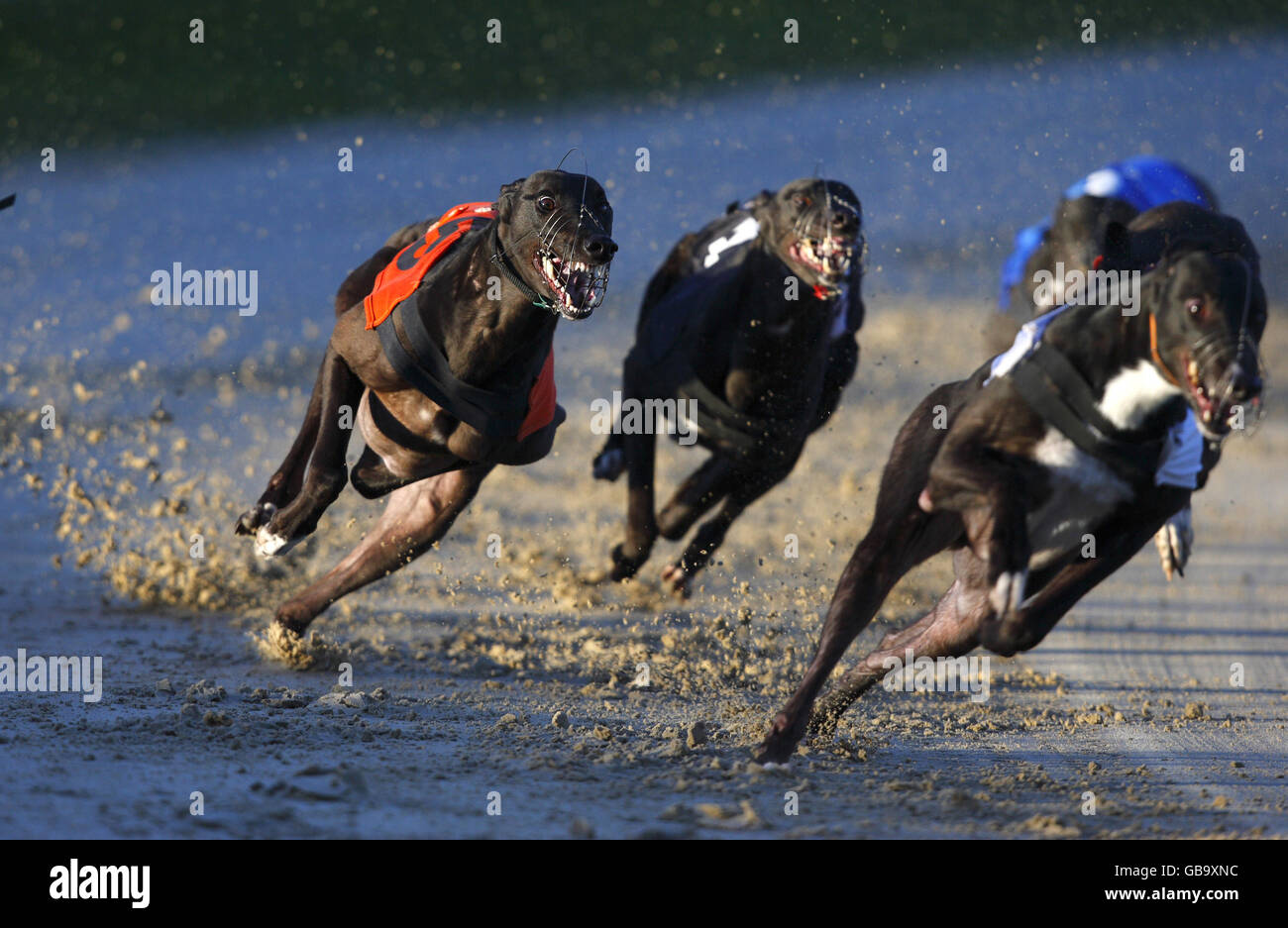 Greyhound Racing - Coral Brighton and Hove Greyhound Stadium Stock ...