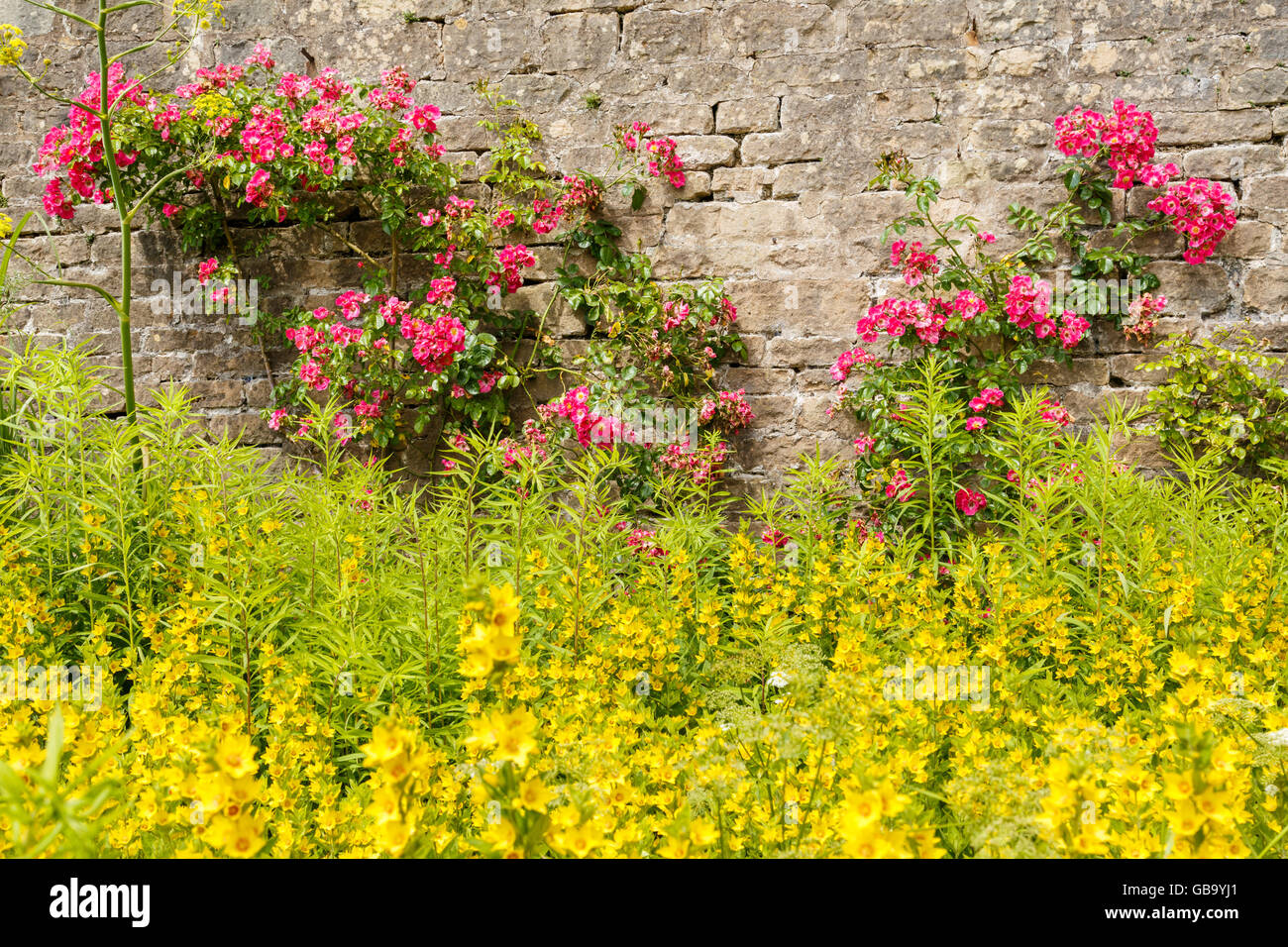 Climbing Rose Climbing Roses High Resolution Stock Photography and ...