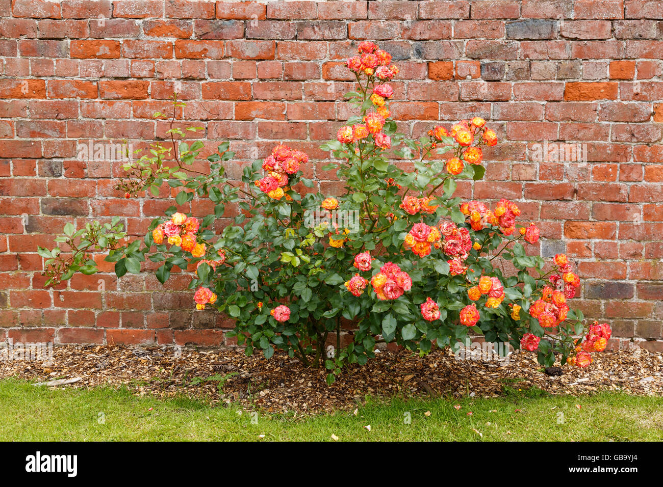 Decaying roses hi-res stock photography and images - Alamy