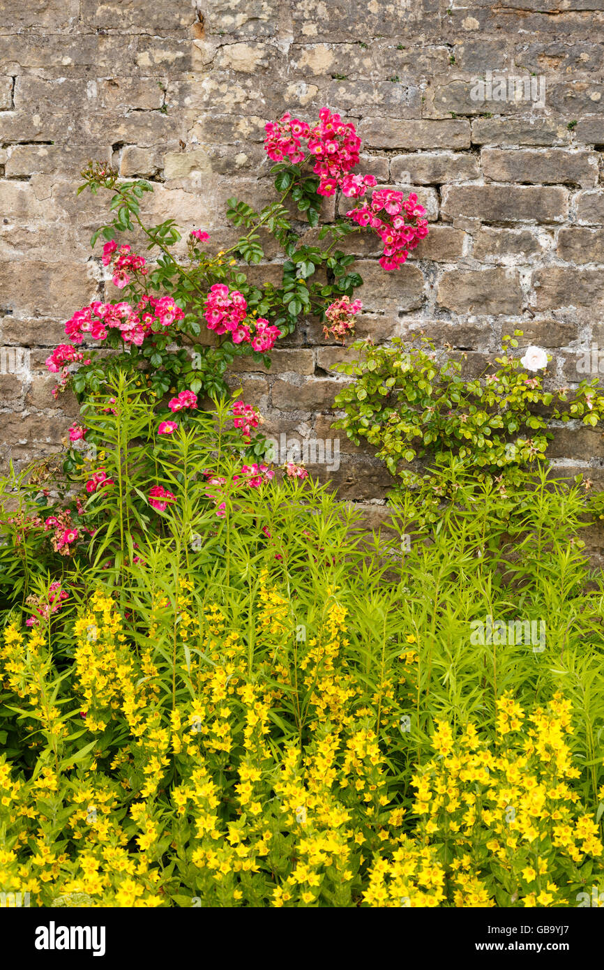 Climbing Rose Climbing Roses High Resolution Stock Photography and ...