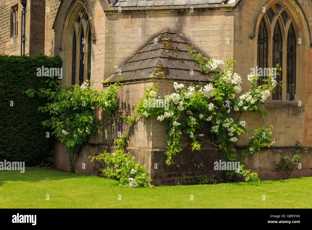 White climbing roses growing at the side of Newstead Abbey Stock Photo ...