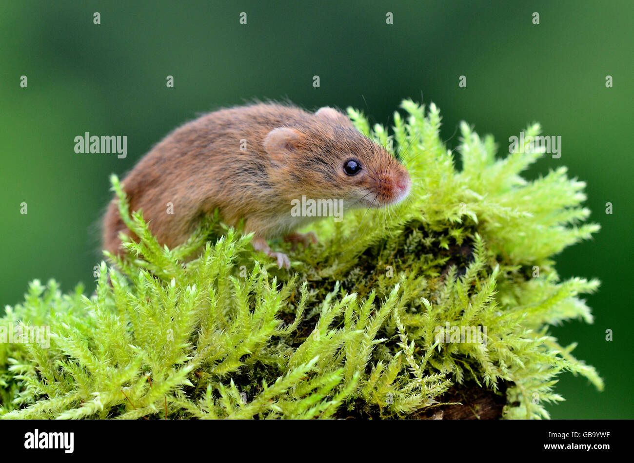 Harvest mouse hi-res stock photography and images - Alamy
