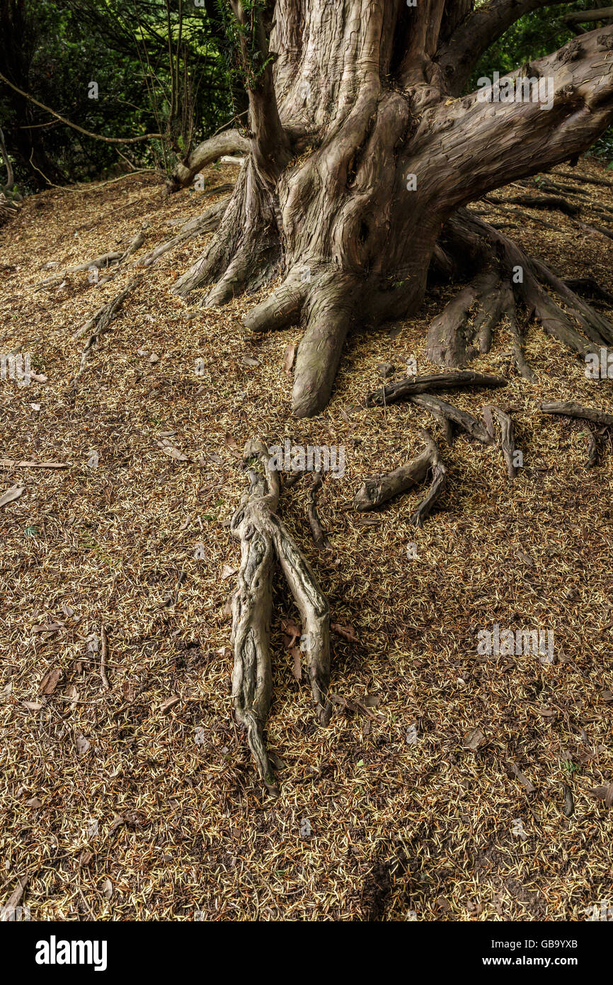 Old tree roots out of ground hi-res stock photography and images - Alamy