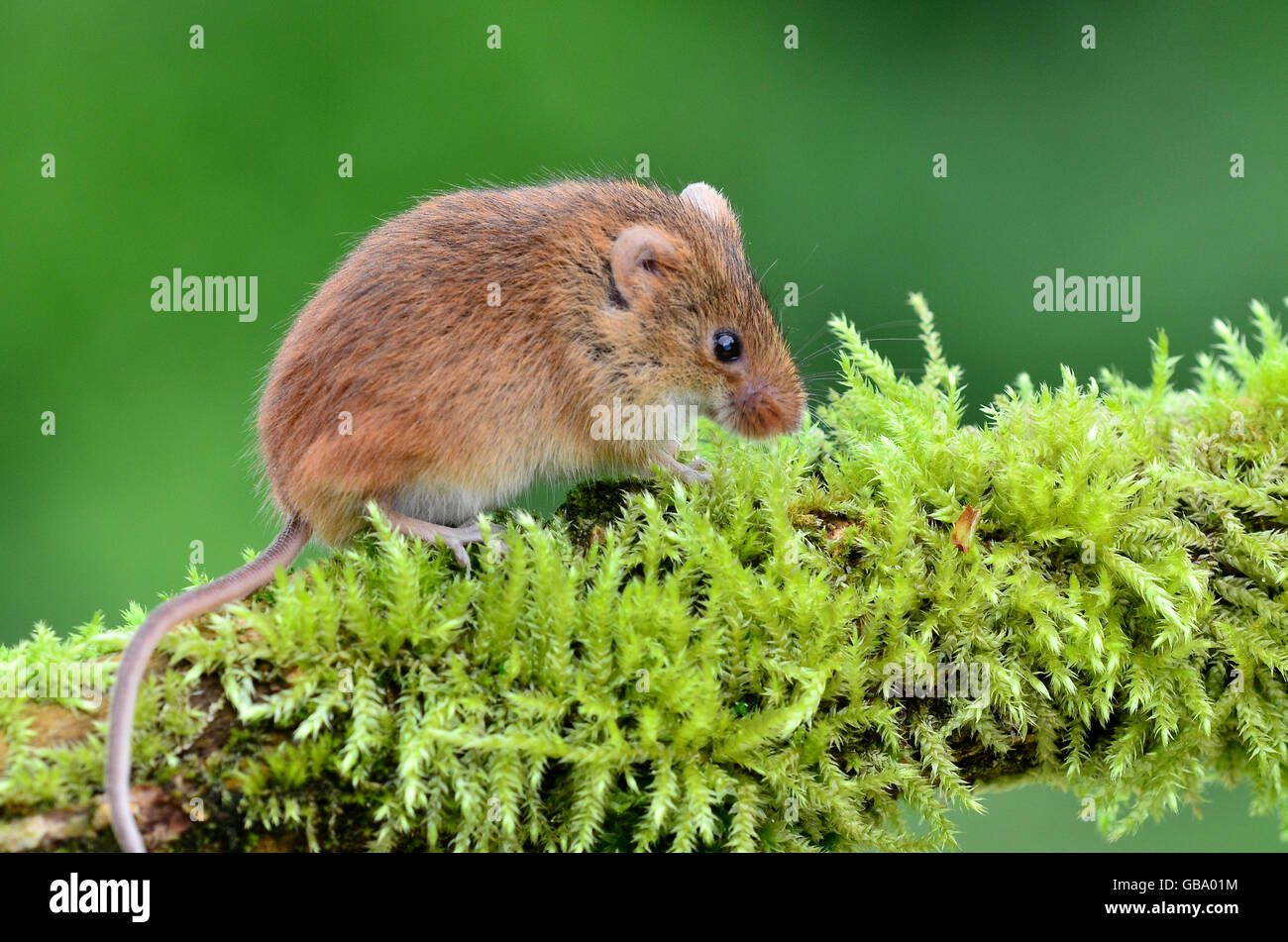 Harvest mouse hi-res stock photography and images - Alamy