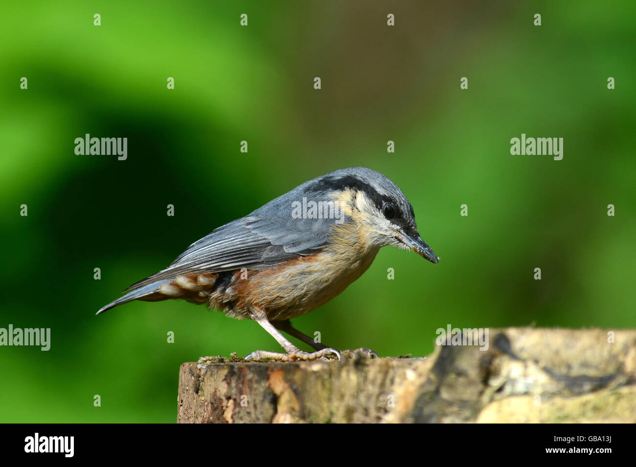 Nuthatch hi-res stock photography and images - Alamy