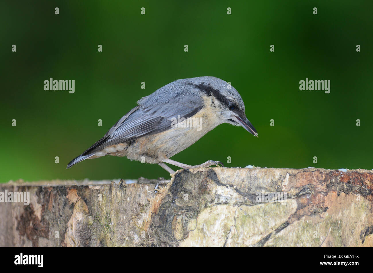 Nuthatch hi-res stock photography and images - Alamy
