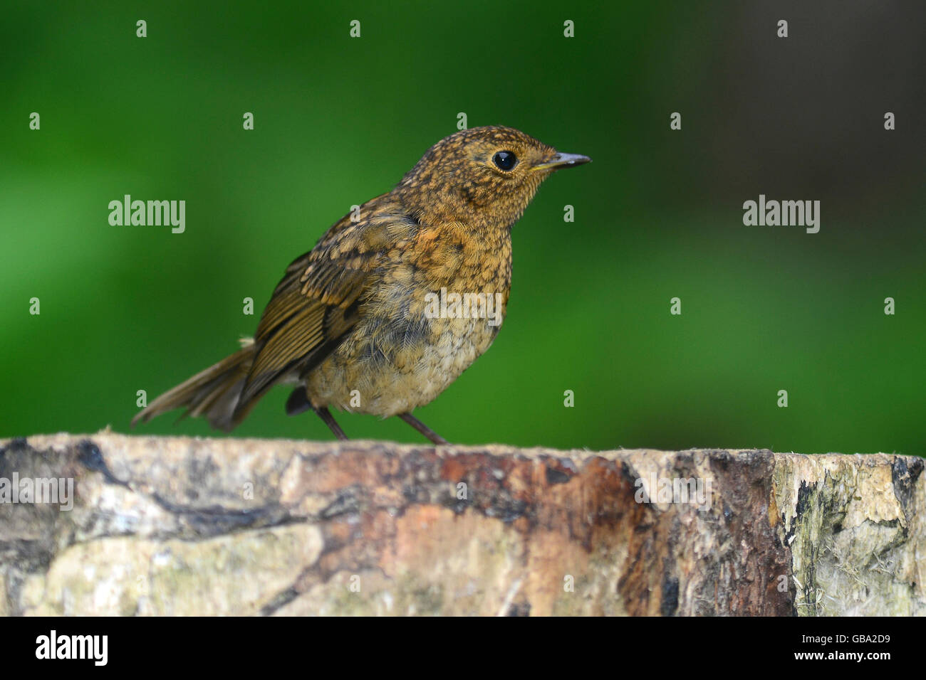 Juvenile Robin Stock Photos & Juvenile Robin Stock Images - Alamy