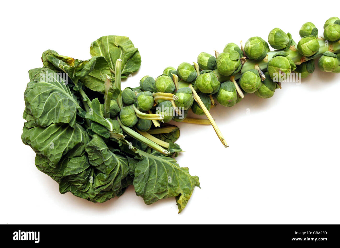 Brussels sprouts stock Stock Photo - Alamy