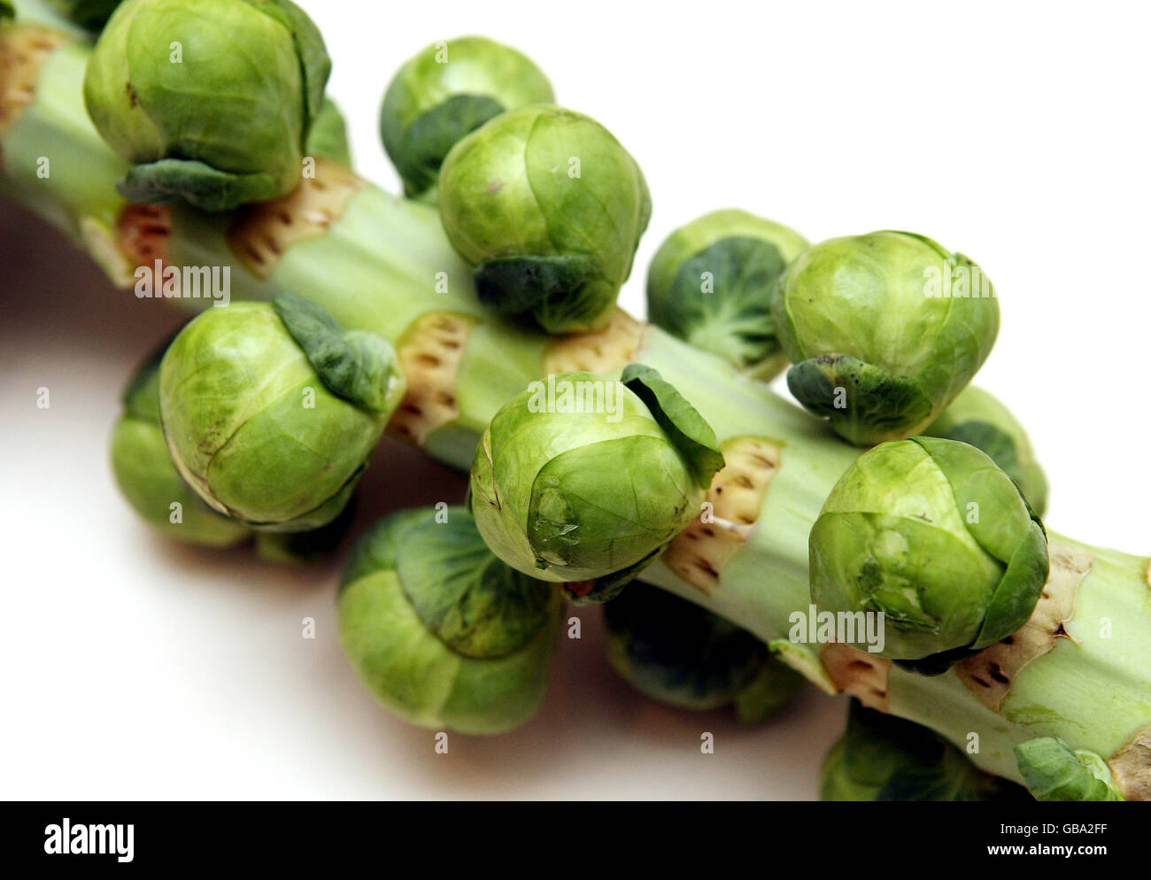 Generic stock picture of brussels sprouts hi-res stock photography and ...
