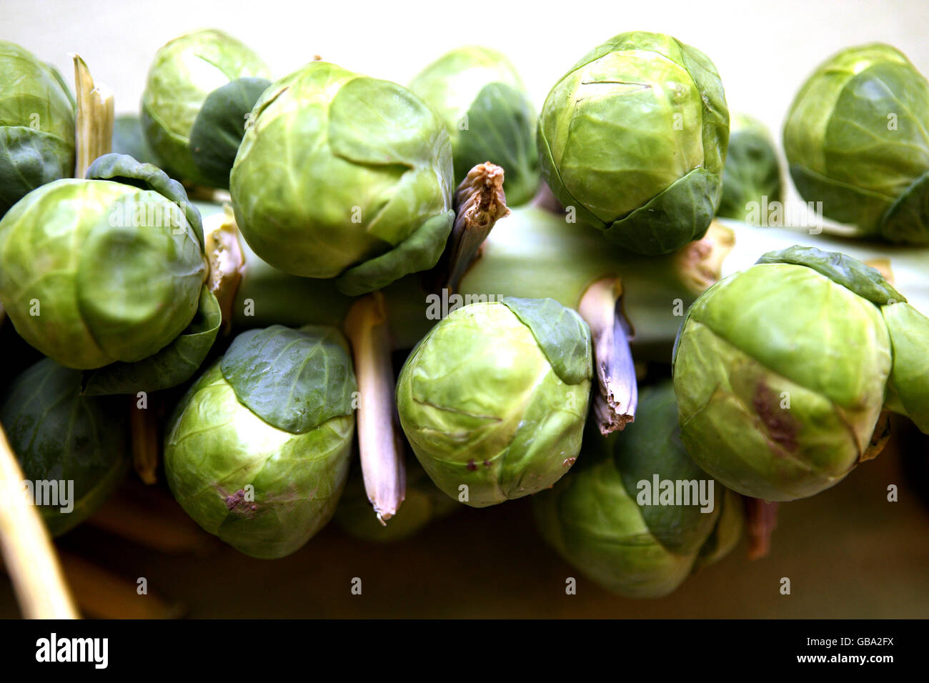 Generic stock picture of brussels sprouts hi-res stock photography and ...