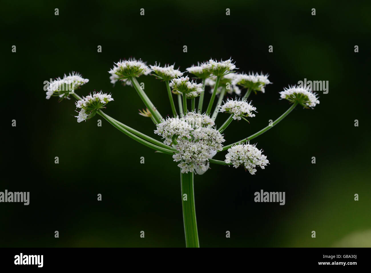 Parsley water dropwort Stock Photo - Alamy