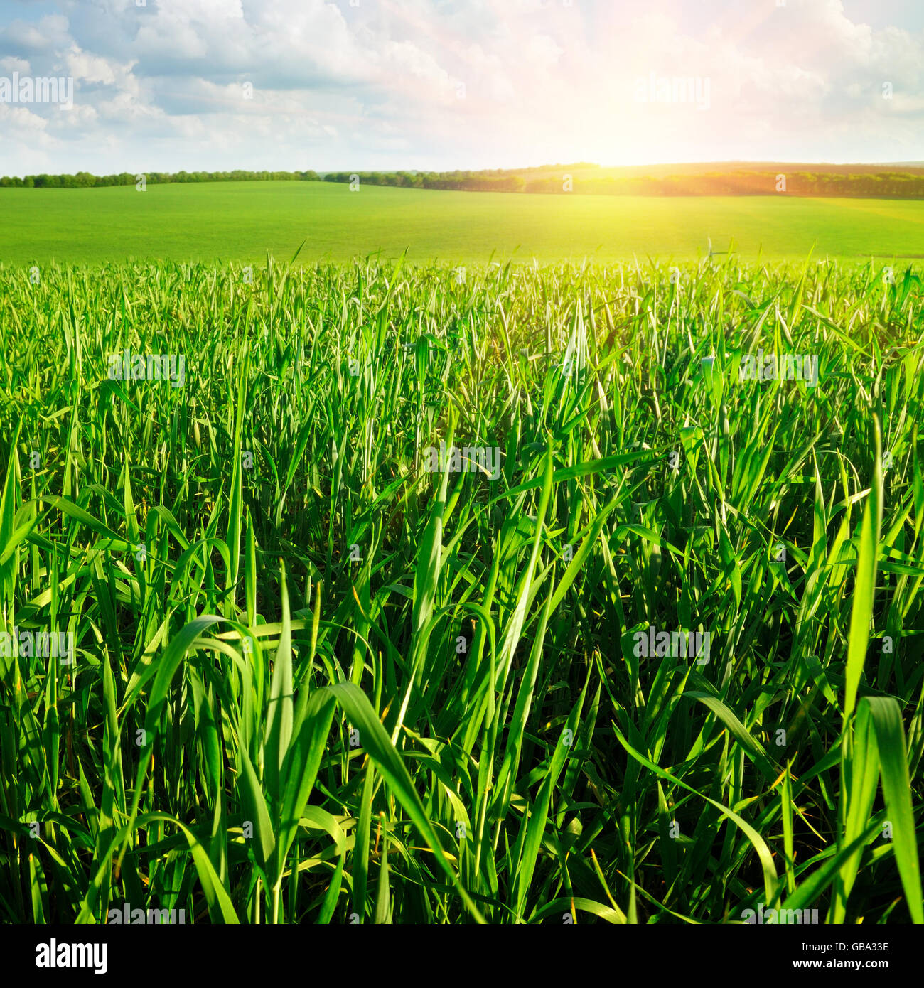 beautiful sunrise over wheat field Stock Photo - Alamy