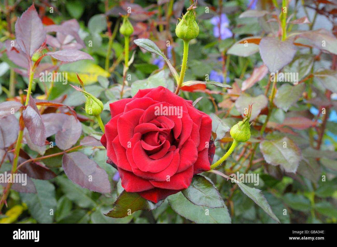 rose flower on garden background Stock Photo - Alamy