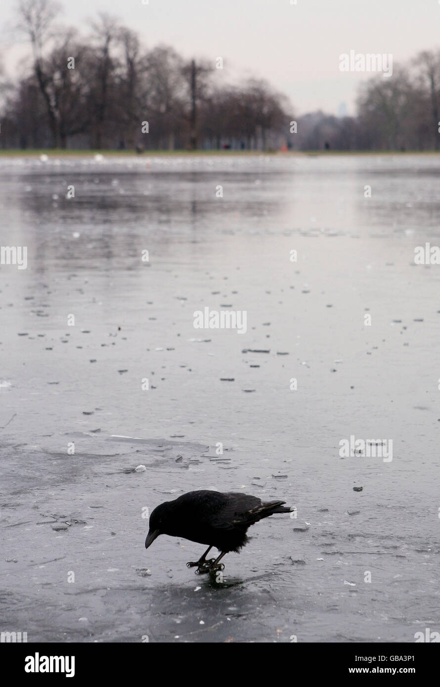 Crow frozen pond hi-res stock photography and images - Alamy