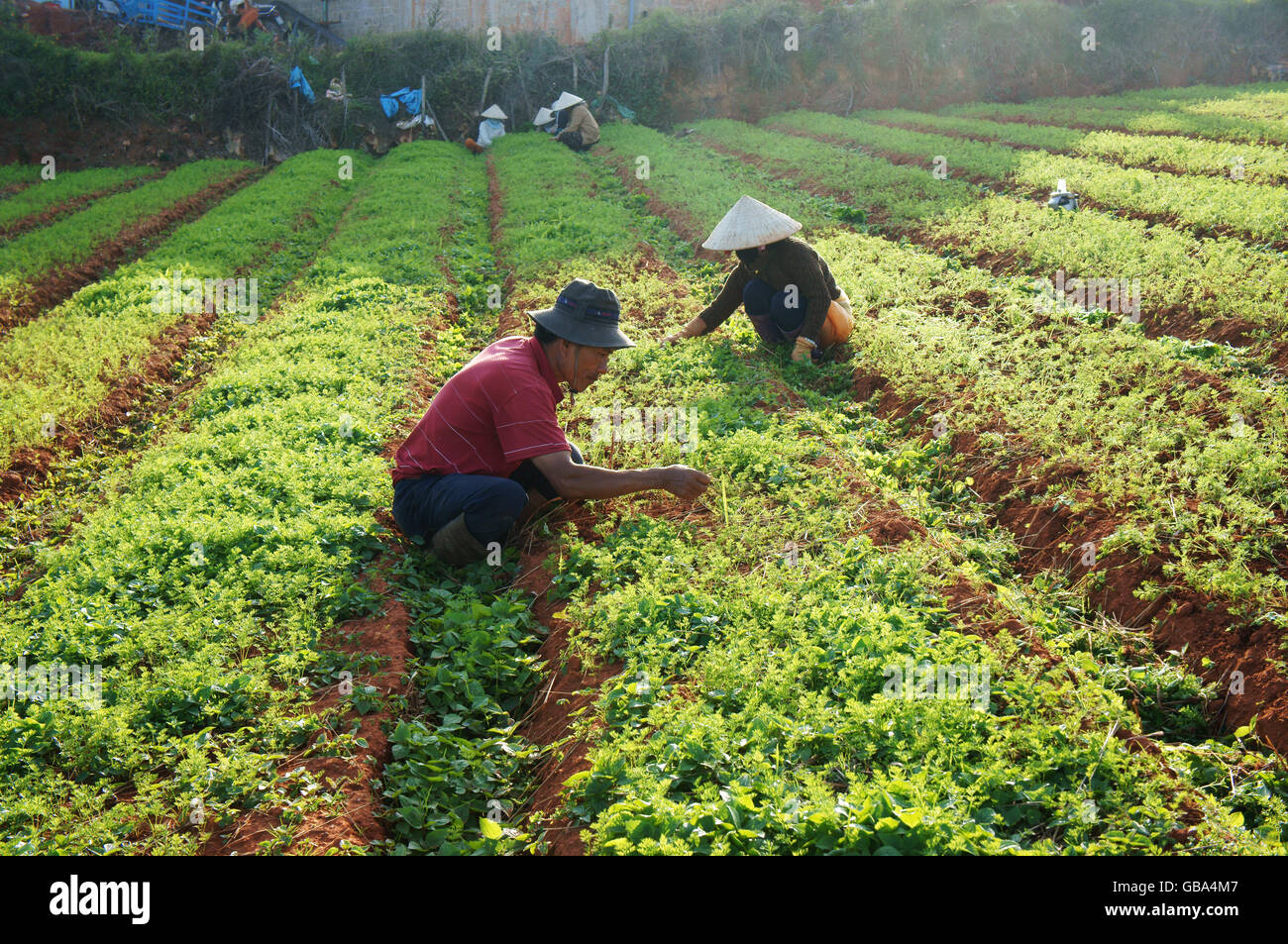 Farmers weeding on organic farm hi-res stock photography and images - Alamy