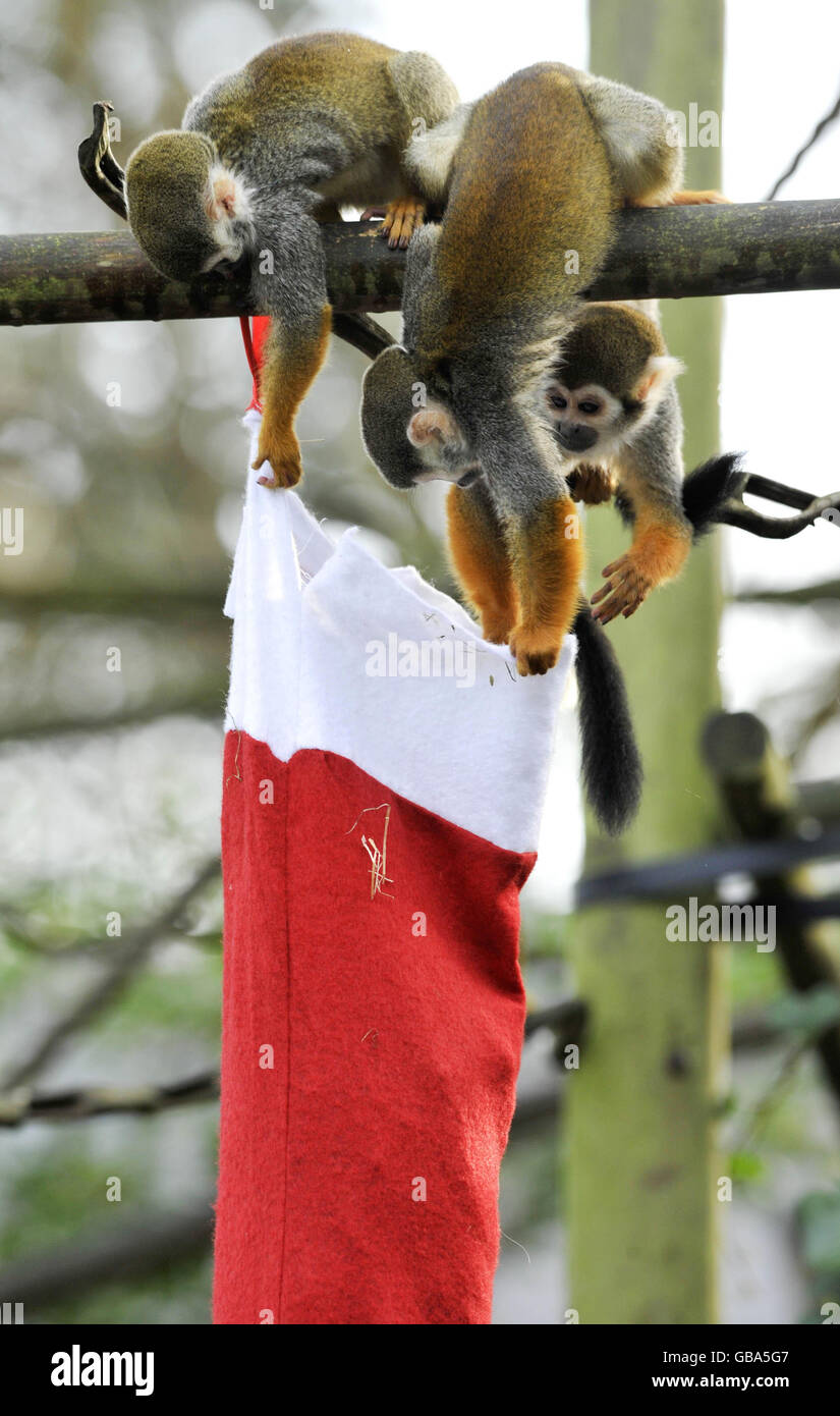 Squirrel monkeys investigate a Christmas stocking left by Santa Claus ...