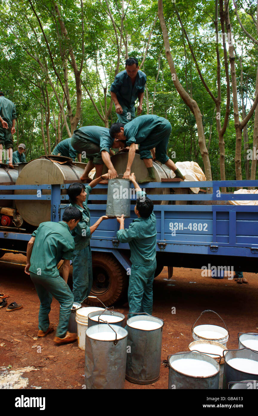 BINH PHUOC, VIET NAM- MAY 9. Worker weigh latex rubber at rubber ...