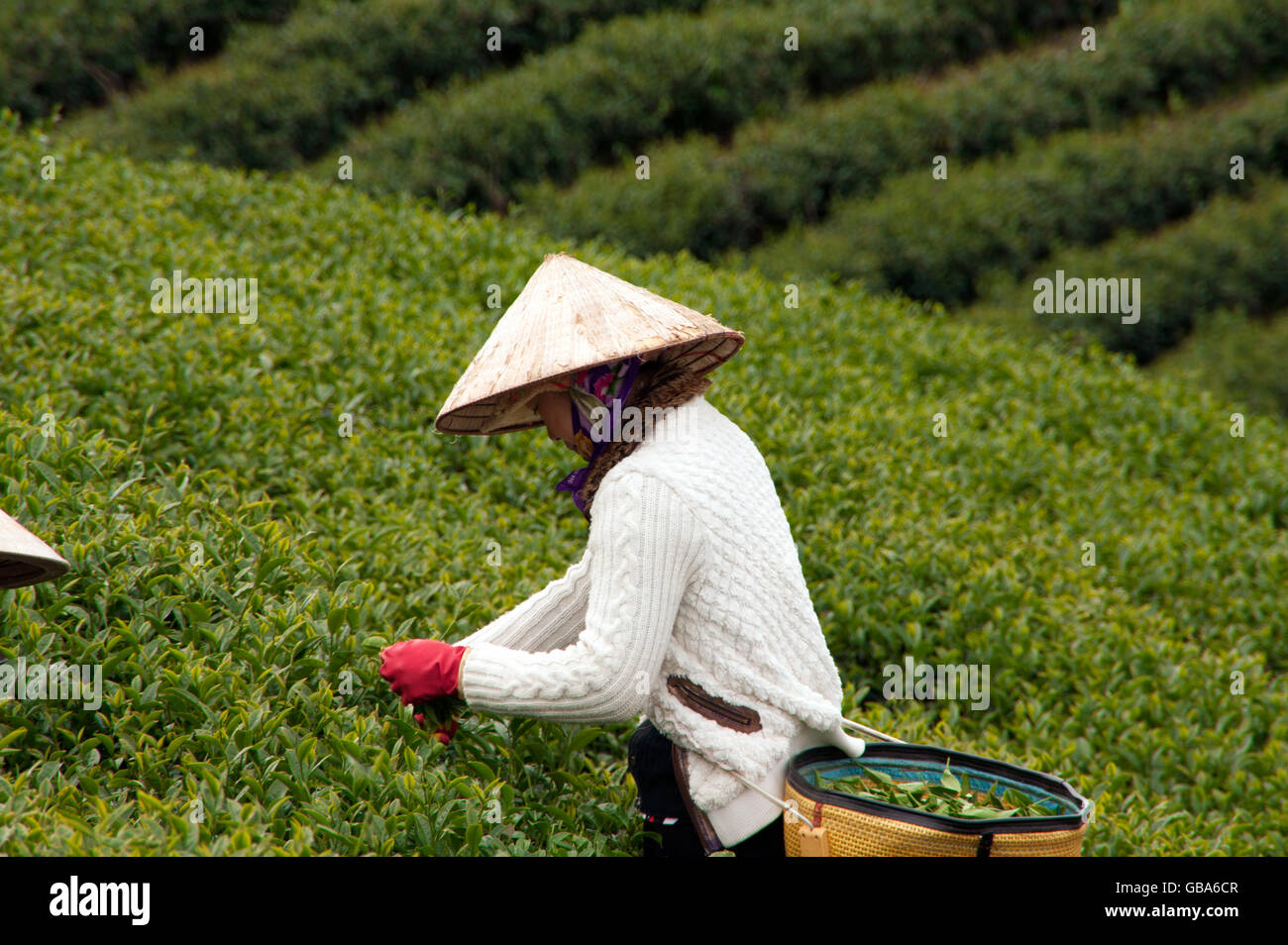 Picktea hi-res stock photography and images - Alamy