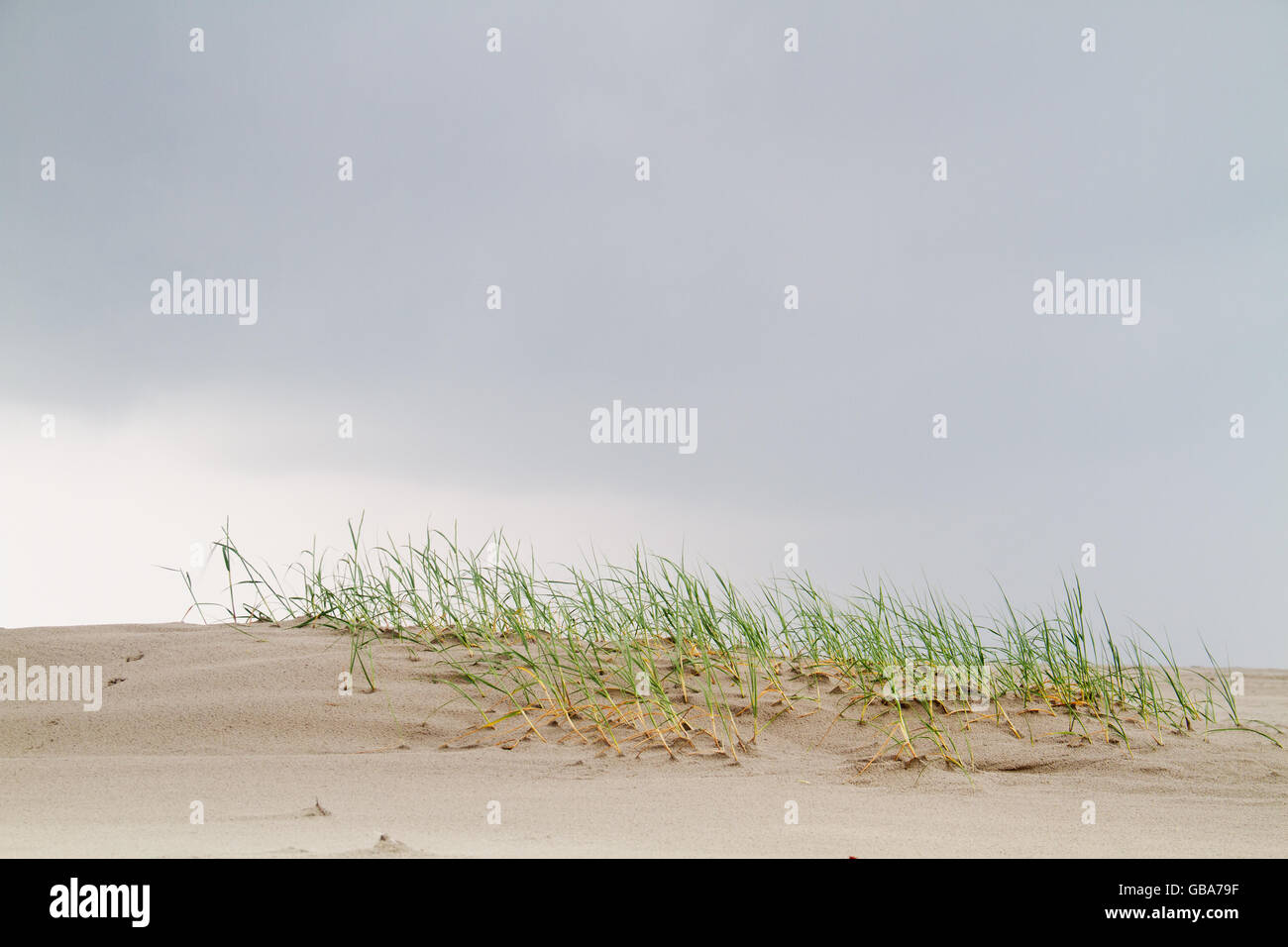 Marram grass stabilizes sand on a beach and builds a new dune Stock ...