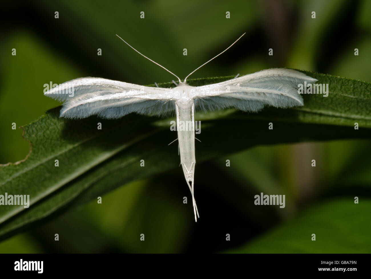 White plume moth, a small moth with the wing pair divided in feathery ...