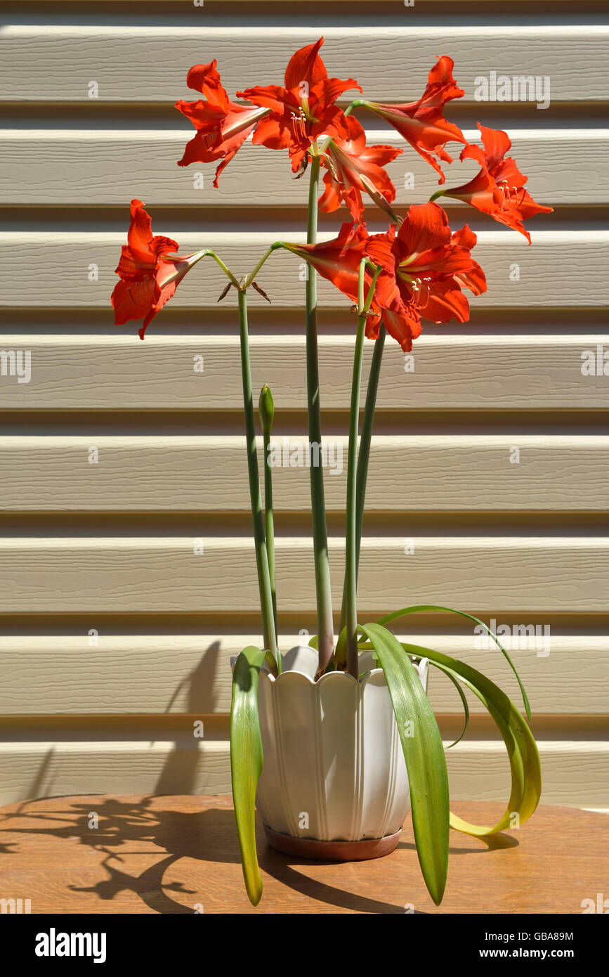 Many bright scarlet Hippeastrum (Amaryllis) flowers on cluster of erect ...