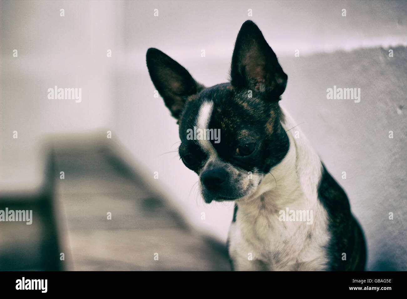 Photograph of a Boston Terrier puppy dog on a mosaic floor Stock Photo ...