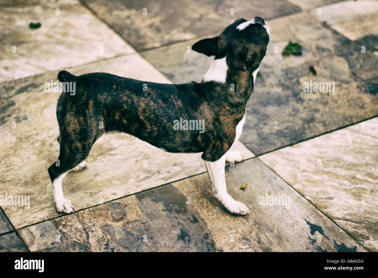 Photograph of a Boston Terrier puppy dog on a mosaic floor Stock Photo ...