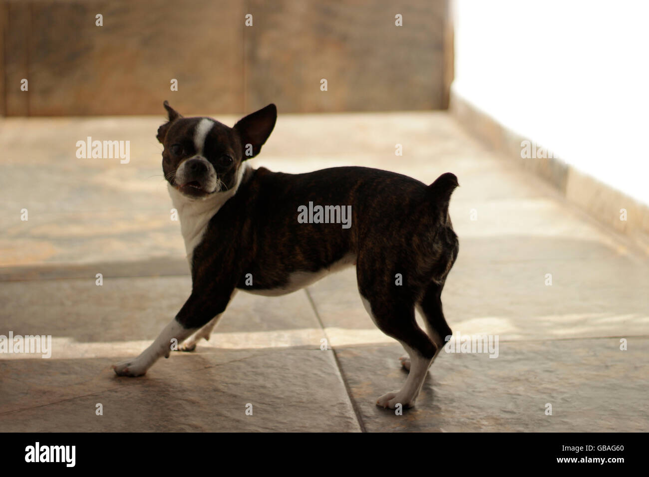 Photograph of a Boston Terrier puppy dog on a mosaic floor Stock Photo ...