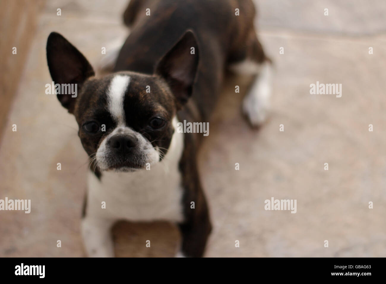 Photograph of a Boston Terrier puppy dog on a mosaic floor Stock Photo ...