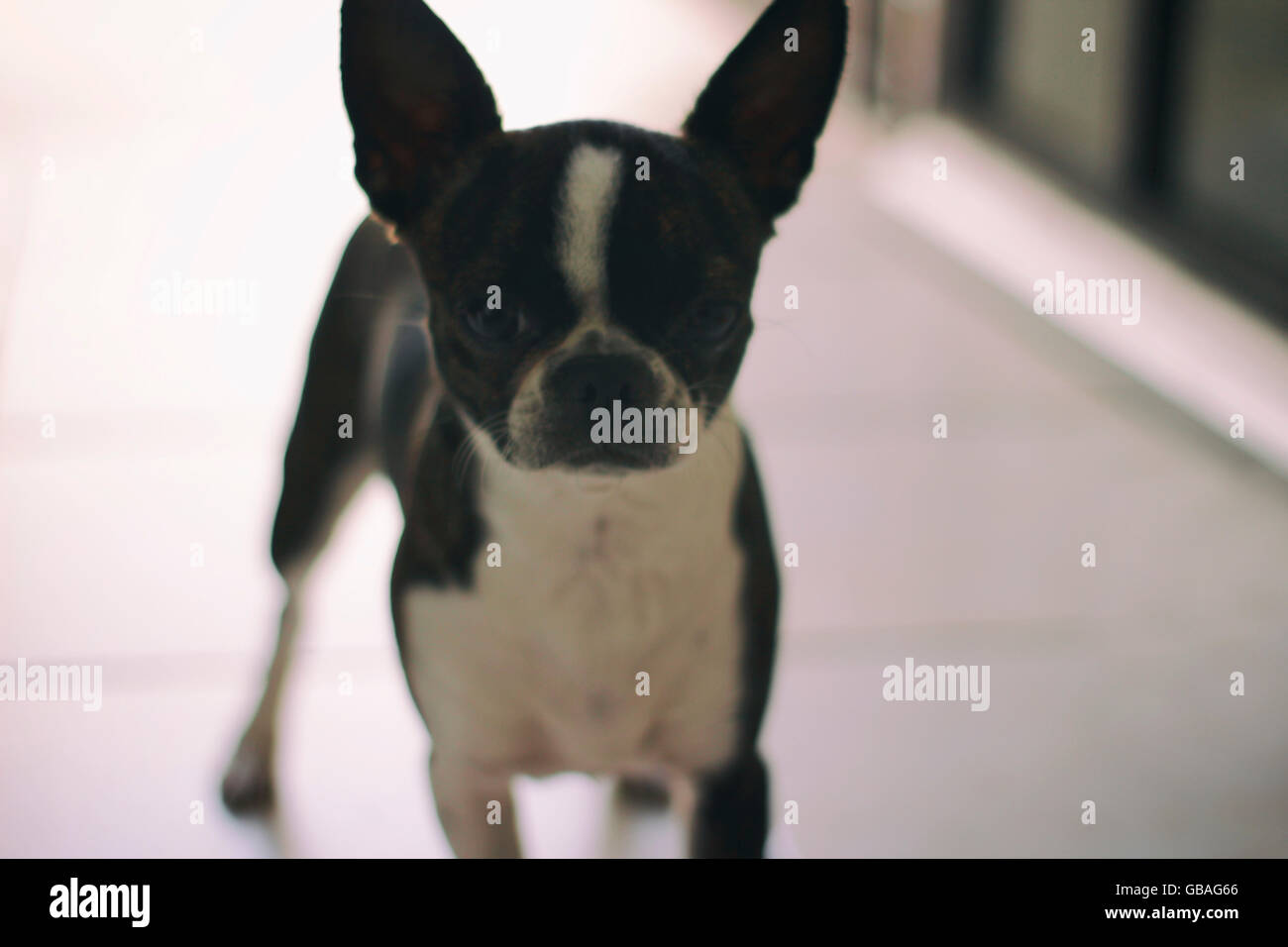 Photograph of a Boston Terrier puppy dog on a mosaic floor Stock Photo ...