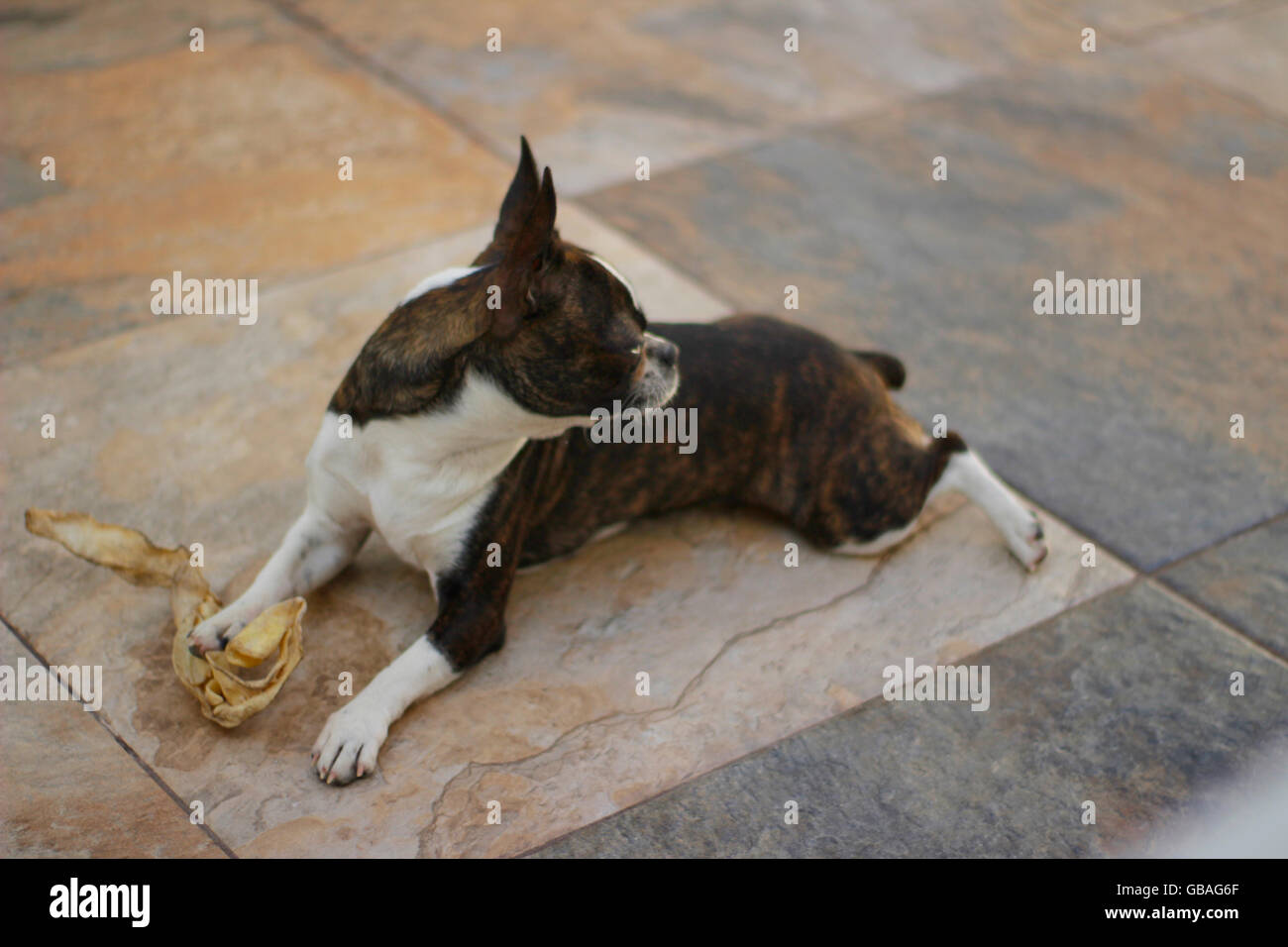 Photograph of a Boston Terrier puppy dog on a mosaic floor Stock Photo ...