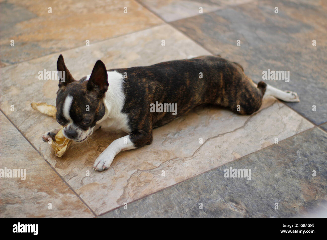 Photograph of a Boston Terrier puppy dog on a mosaic floor Stock Photo ...